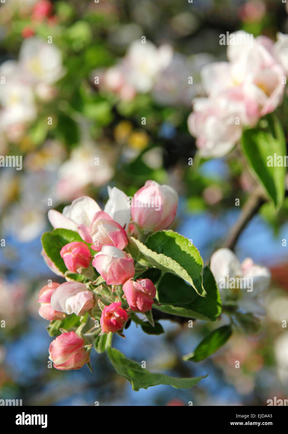 Apple tree in spring hi-res stock photography and images - Alamy