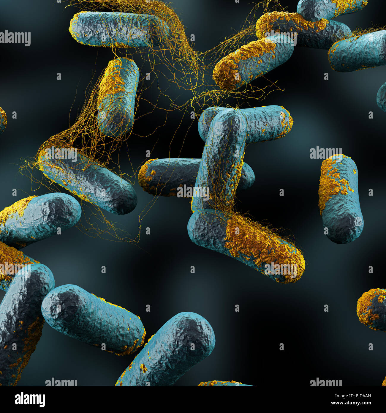 Clostridium perfringens bacteria hi-res stock photography and images ...