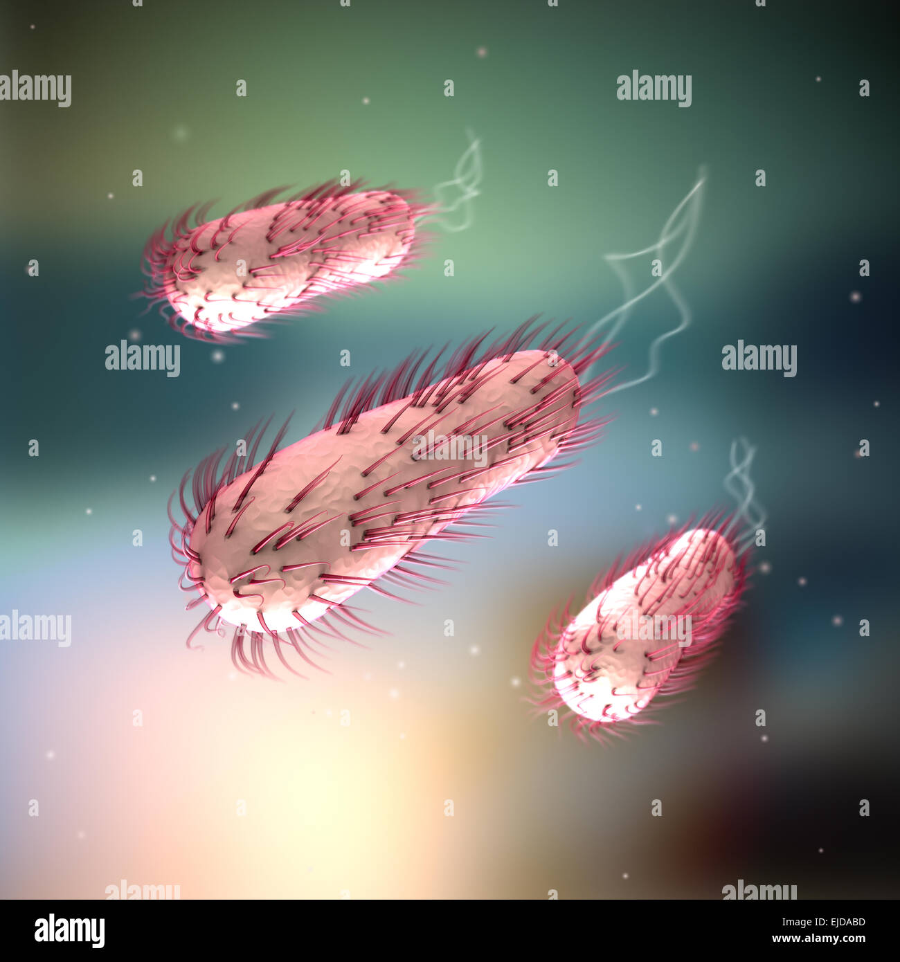 E.coli - Escherichia coli Stock Photo - Alamy