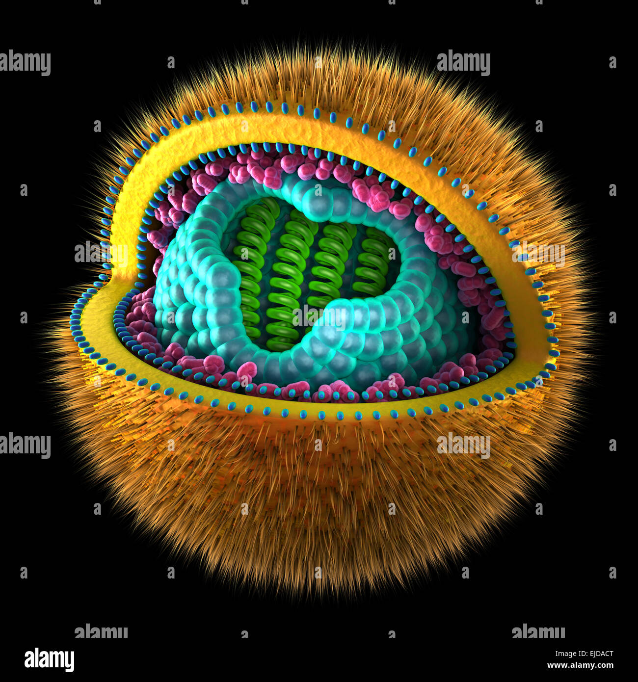 Herpes Simplex Cell - isolated on white Stock Photo - Alamy