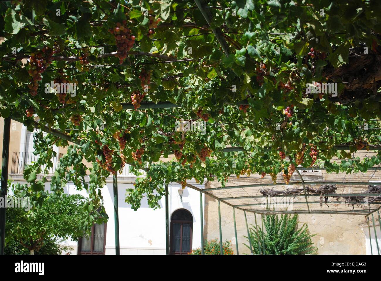 Climbing grapevine hi-res stock photography and images - Alamy