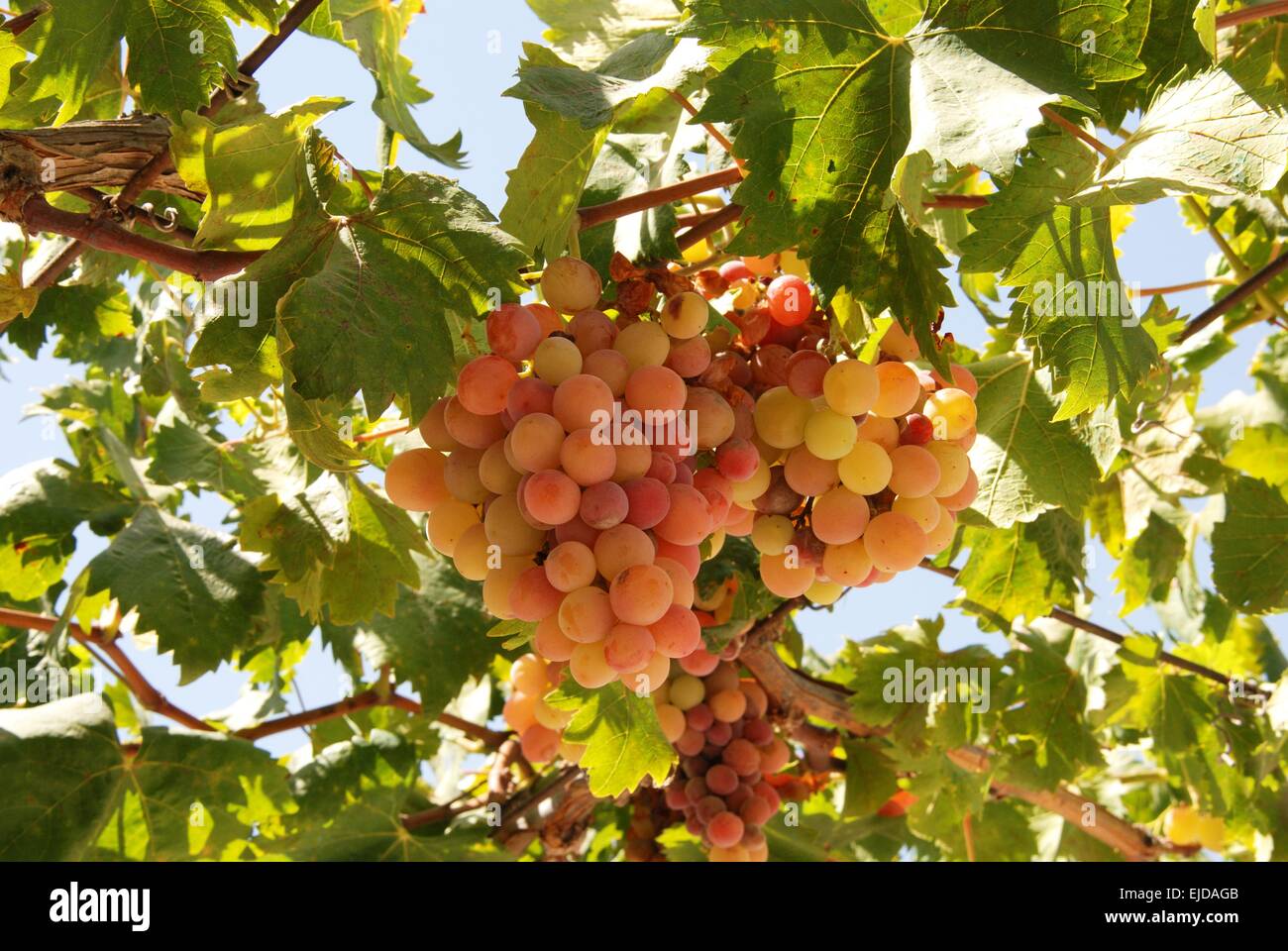 Climbing grapes hi-res stock photography and images - Alamy