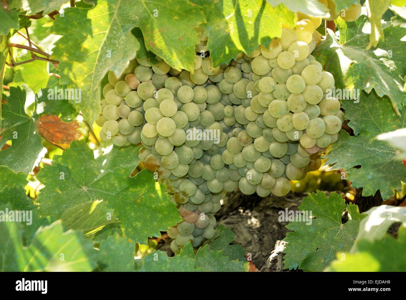 Vineyard grapevine spain hi-res stock photography and images - Alamy