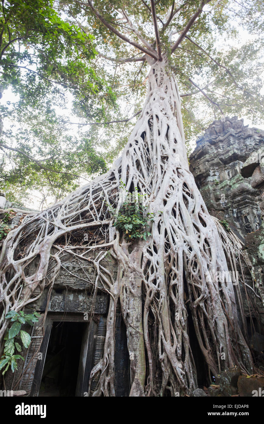 Cambodia, Siem Reap, Angkor Wat, Ta Prohm Temple Stock Photo - Alamy Cambodia, Siem Reap, Angkor Wat, Ta Prohm Temple Stock Photo - Alamy