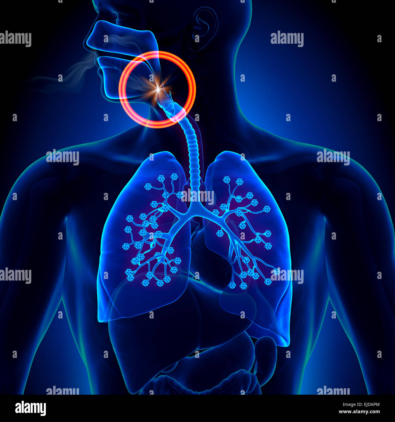 Apnea Illustration Stock Photos & Apnea Illustration Stock Images - Alamy