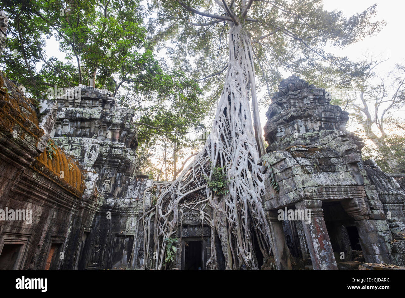 Cambodia, Siem Reap, Angkor Wat, Ta Prohm Temple Stock Photo - Alamy Cambodia, Siem Reap, Angkor Wat, Ta Prohm Temple Stock Photo - Alamy