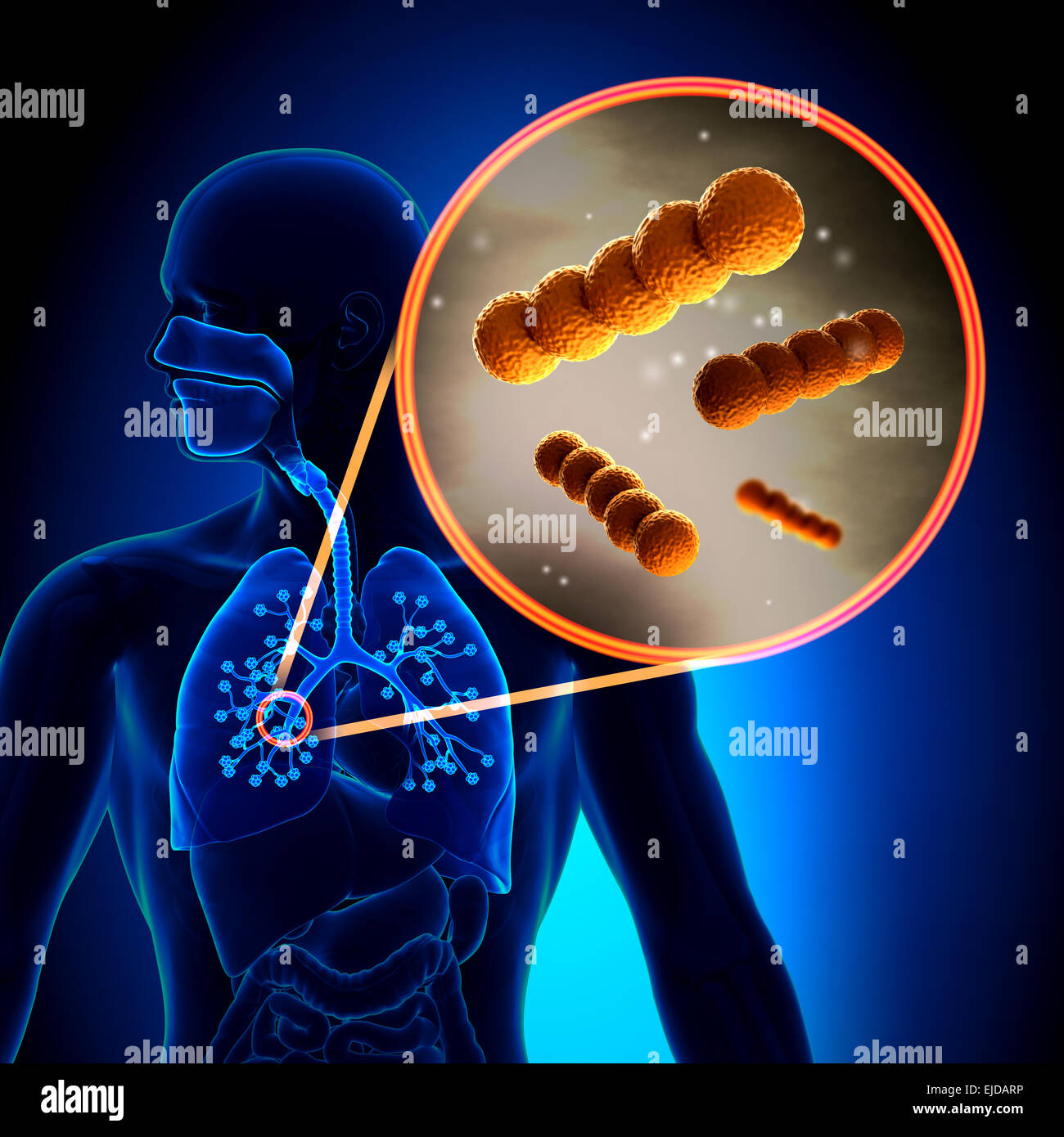 Streptococcus - Spherical Gram-positive bacteria Stock Photo - Alamy