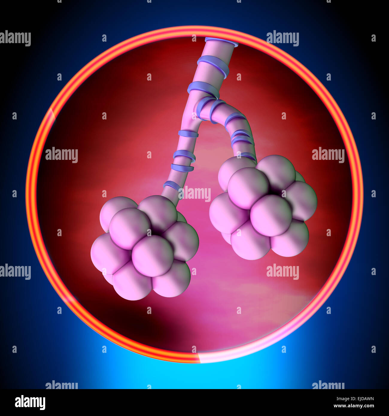 Lungs Alveoli Detail - Human Respiratory System Anatomy Stock Photo - Alamy