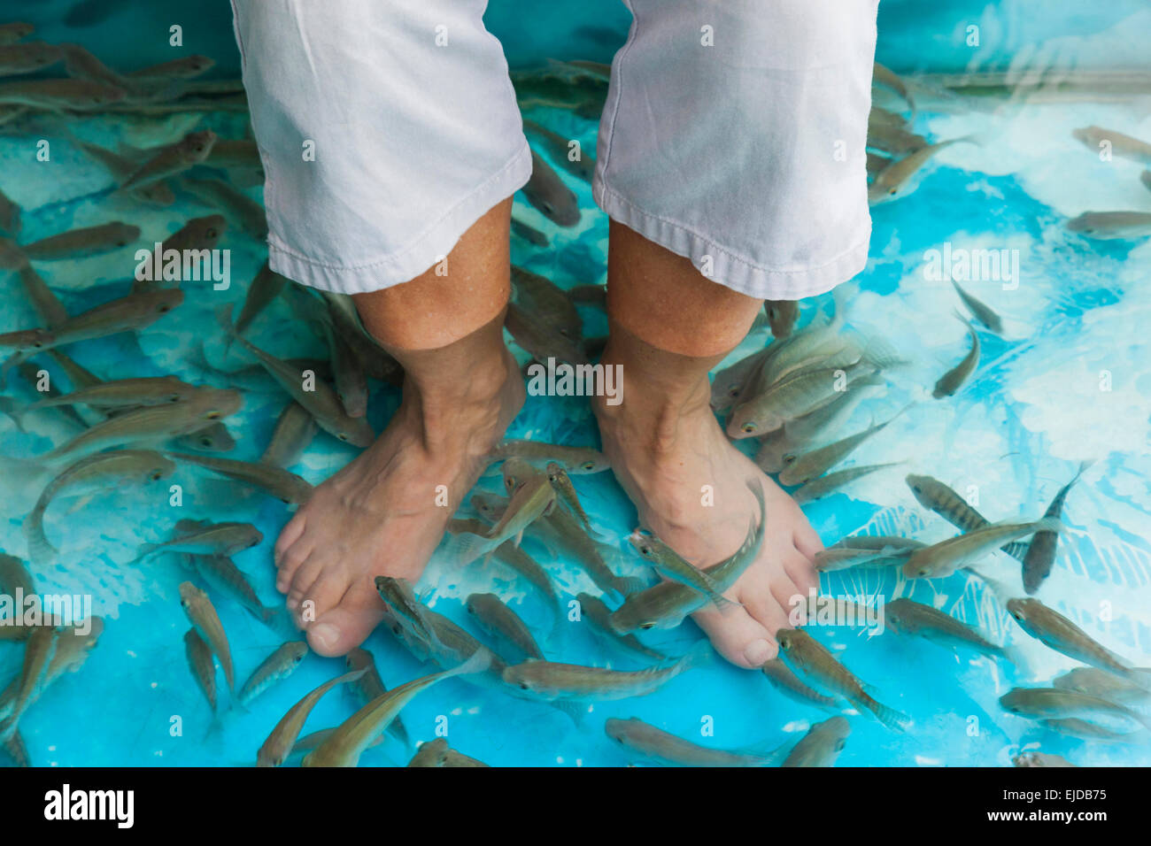 Fish foot massage siem reap hi-res stock photography and images - Alamy