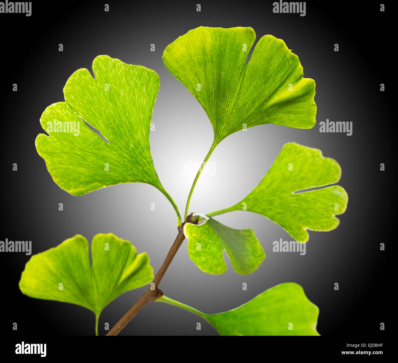 Green ginkgo biloba, close-up Stock Photo - Alamy
