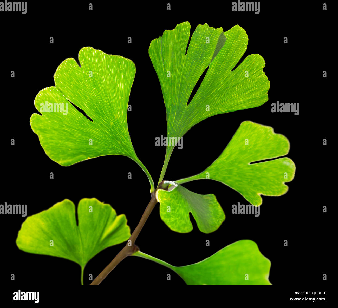 Green ginkgo biloba, close-up Stock Photo - Alamy
