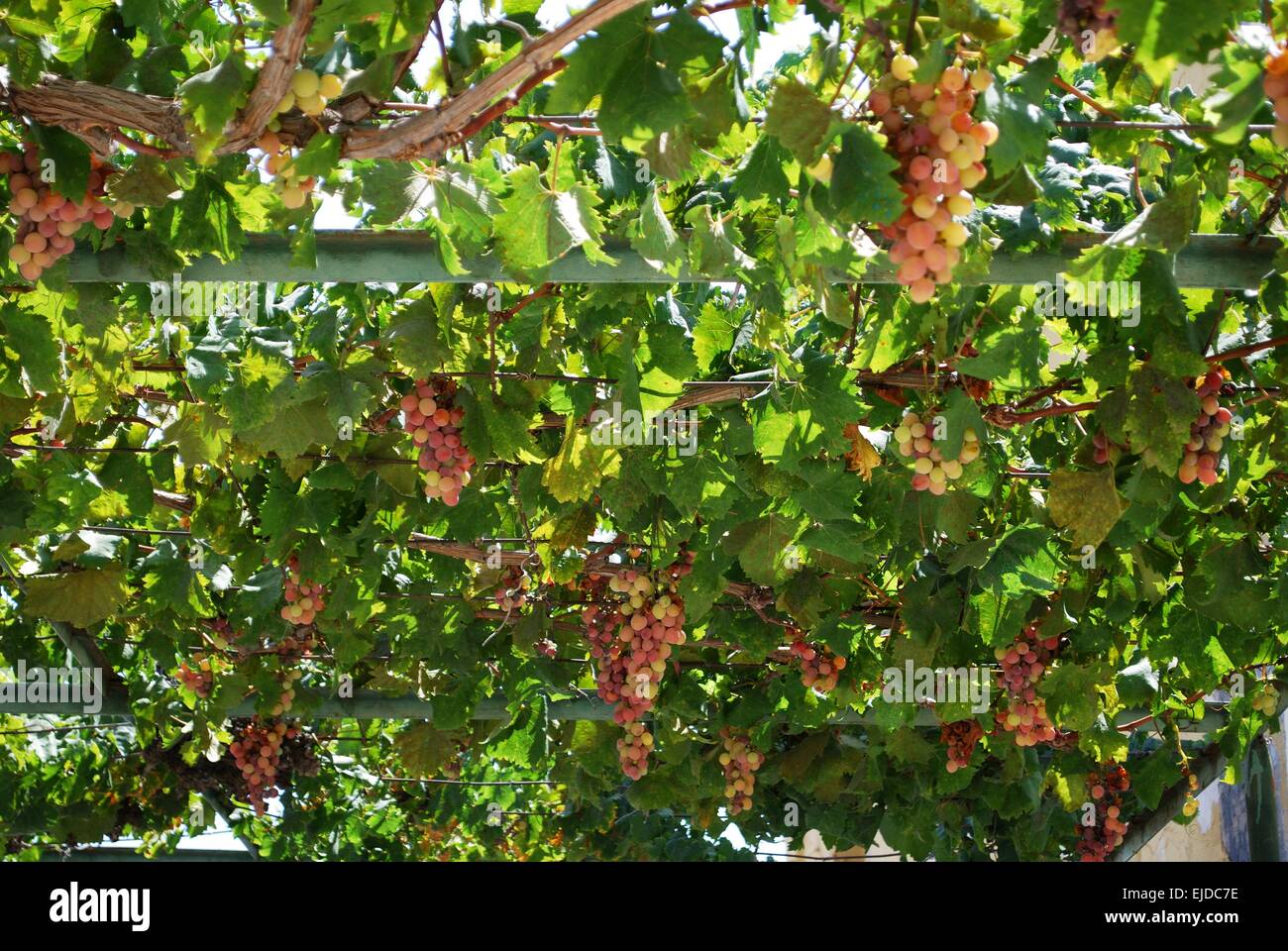 Hanging grapevine hi-res stock photography and images - Alamy