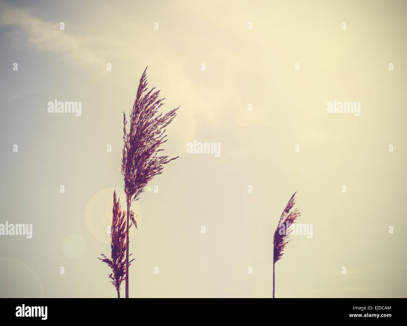 Retro filtered nature background with flare effect Stock Photo - Alamy