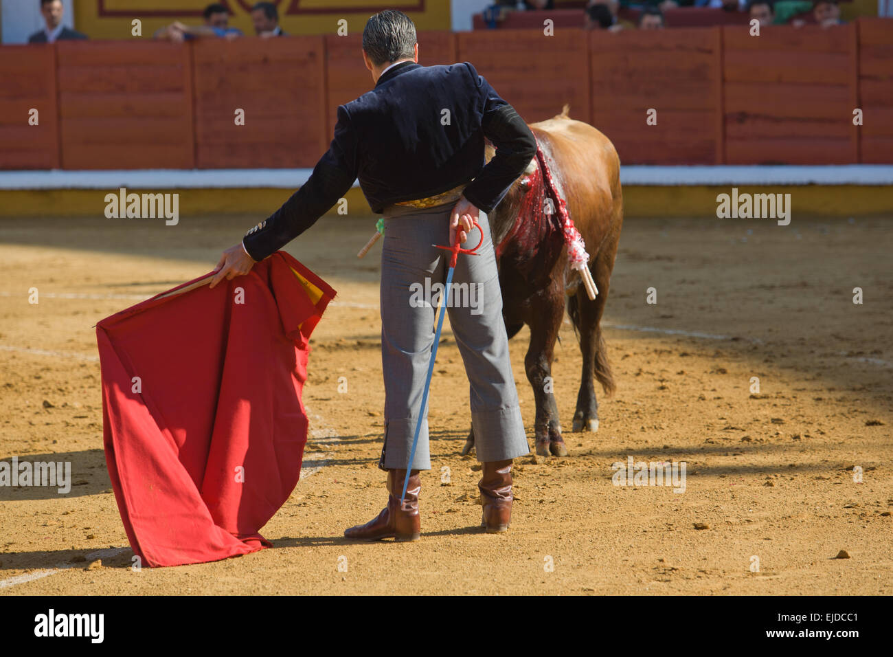 The bullfighter calls out the bull with the muleta during a bullfight ...