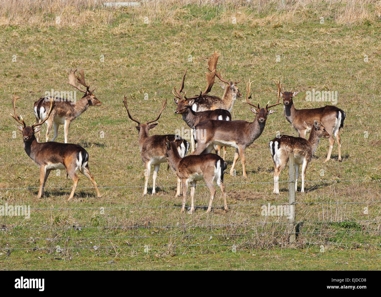 Herd of fallow deer with stags and hinds hi-res stock photography and ...