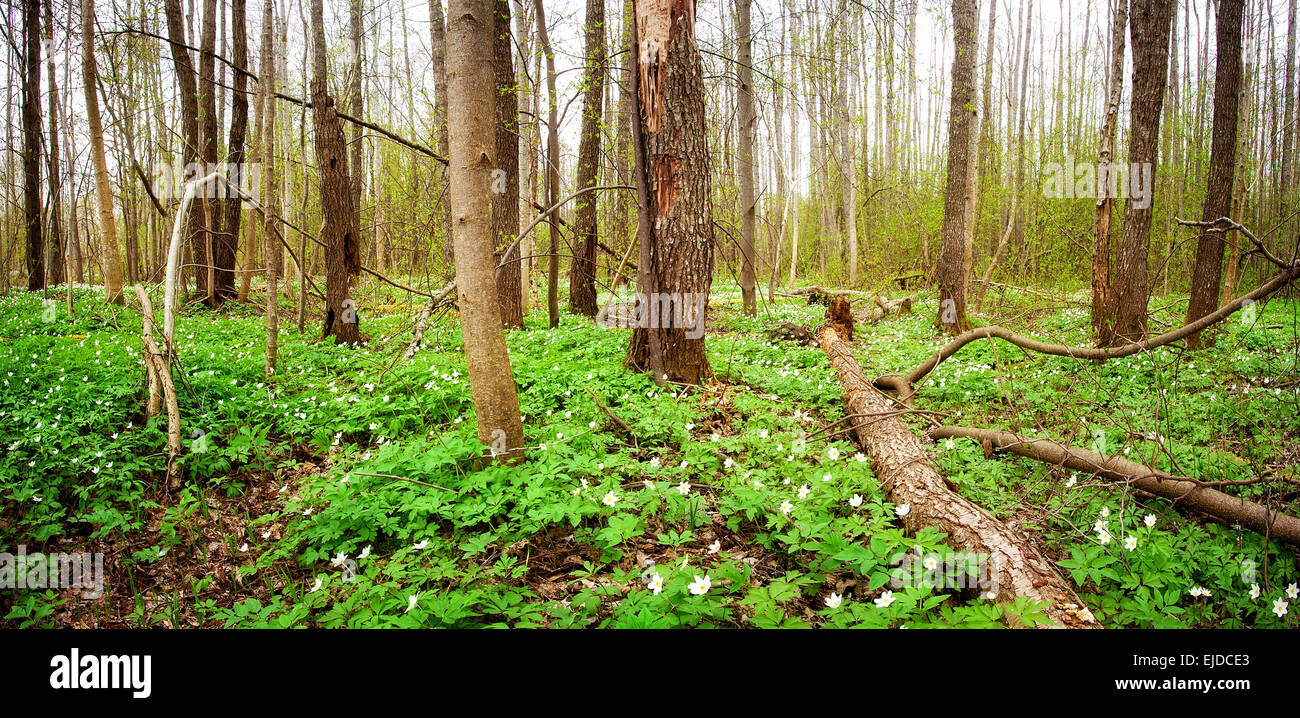 Wood with spring flowers Stock Photo - Alamy