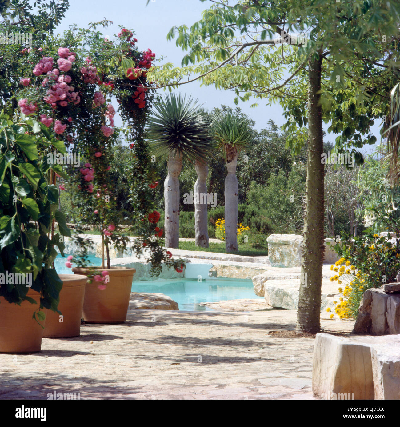Pink climbing roses in large terracotta pots beside swimming pool in ...