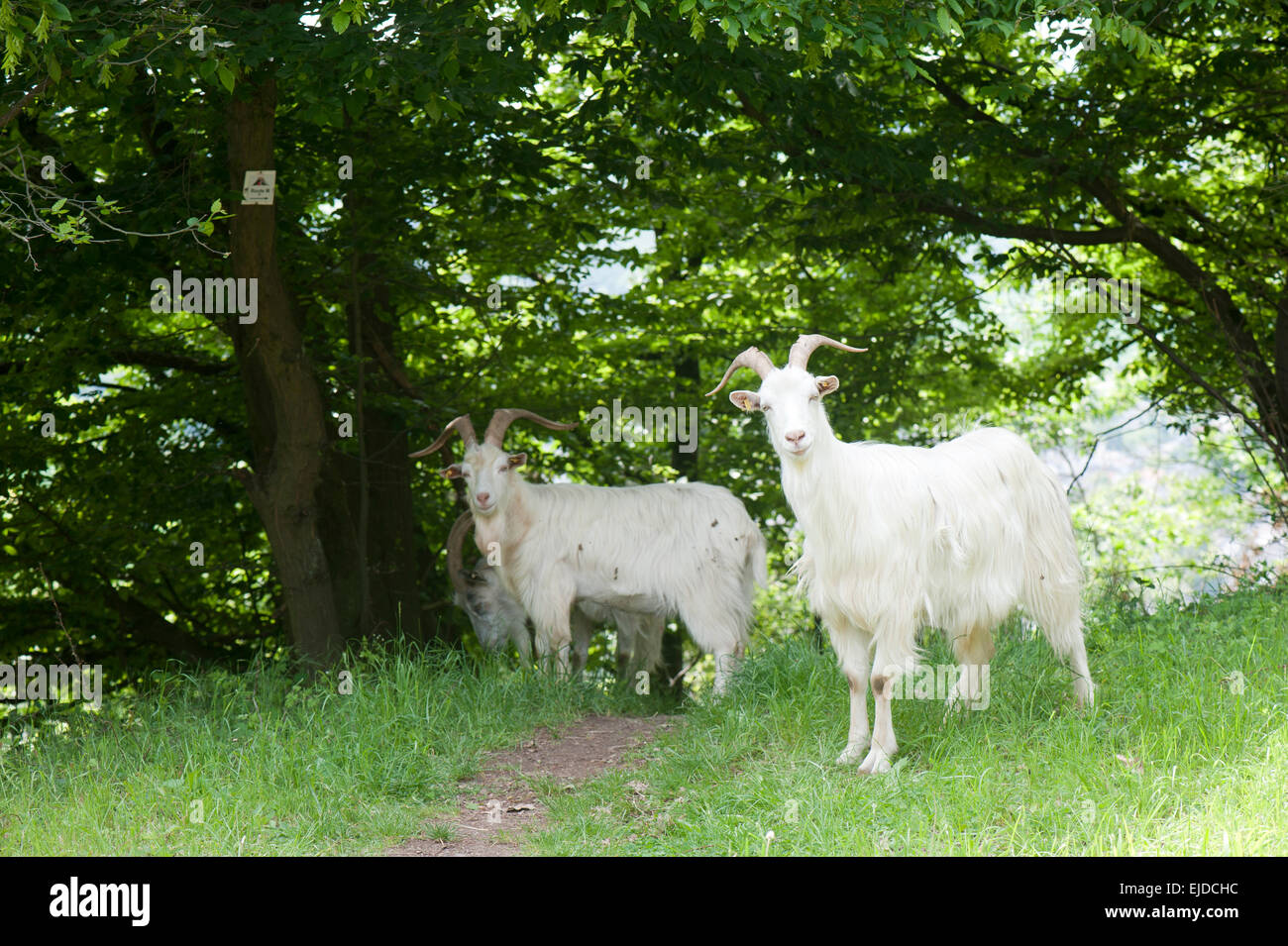 Saanen goats hi-res stock photography and images - Alamy