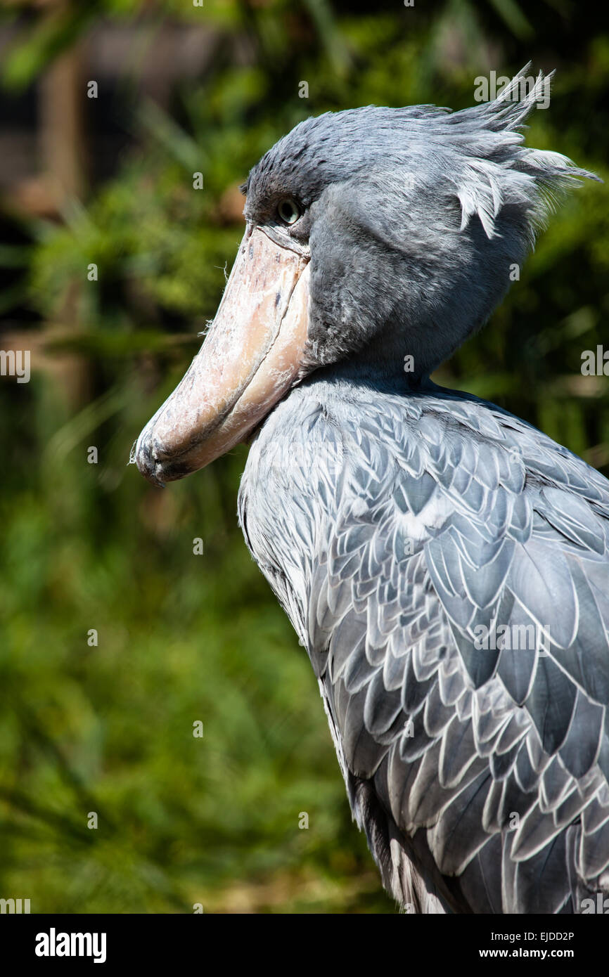 Balaeniceps rex flying hi-res stock photography and images - Alamy