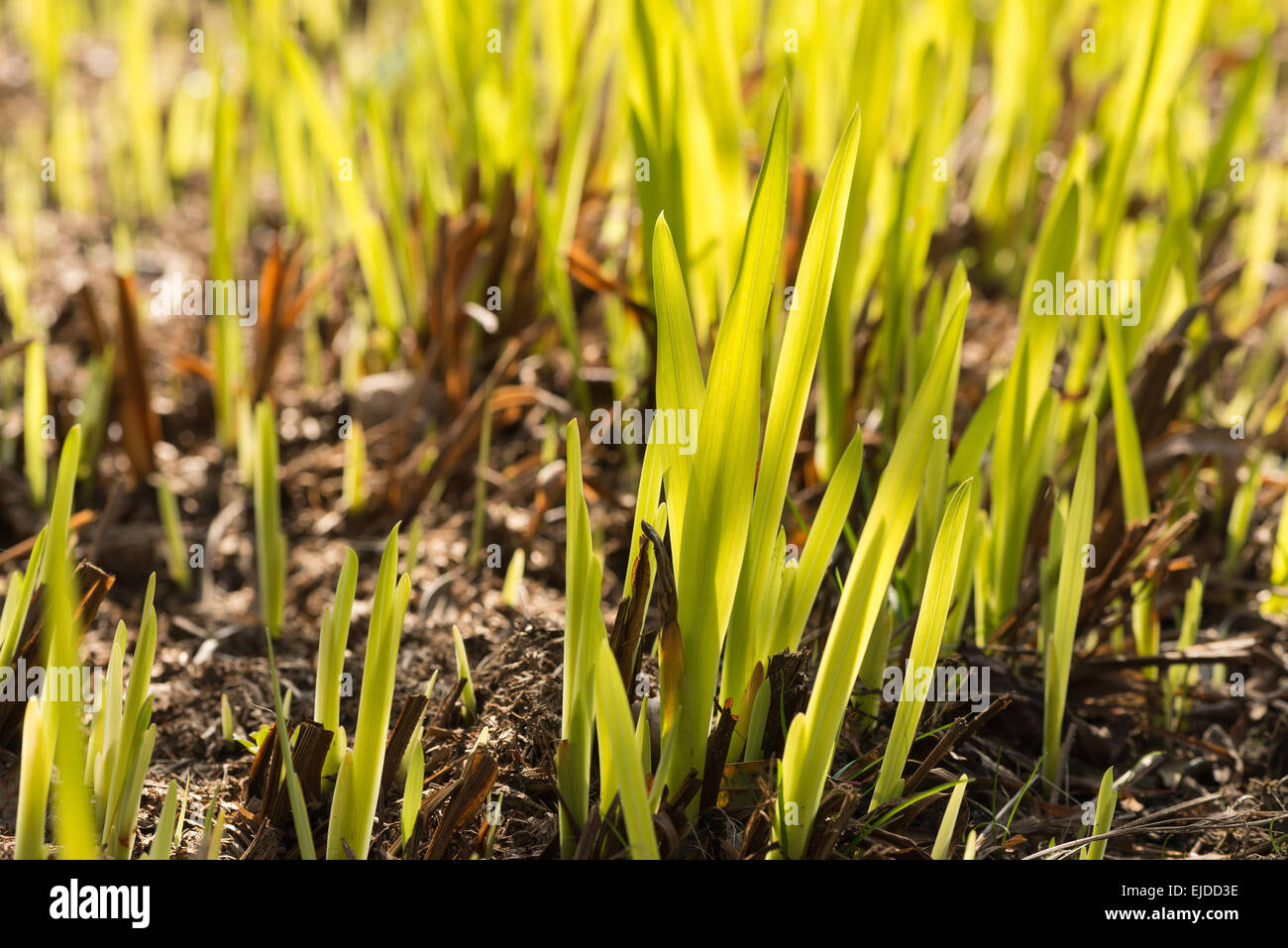 Sword like leaves hi-res stock photography and images - Alamy