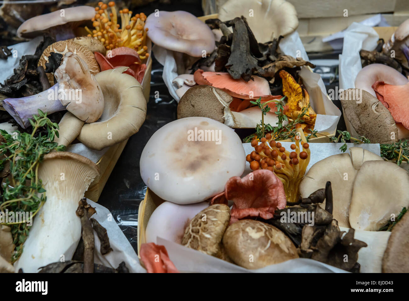Choice Edible Mushroom High Resolution Stock Photography and Images - Alamy