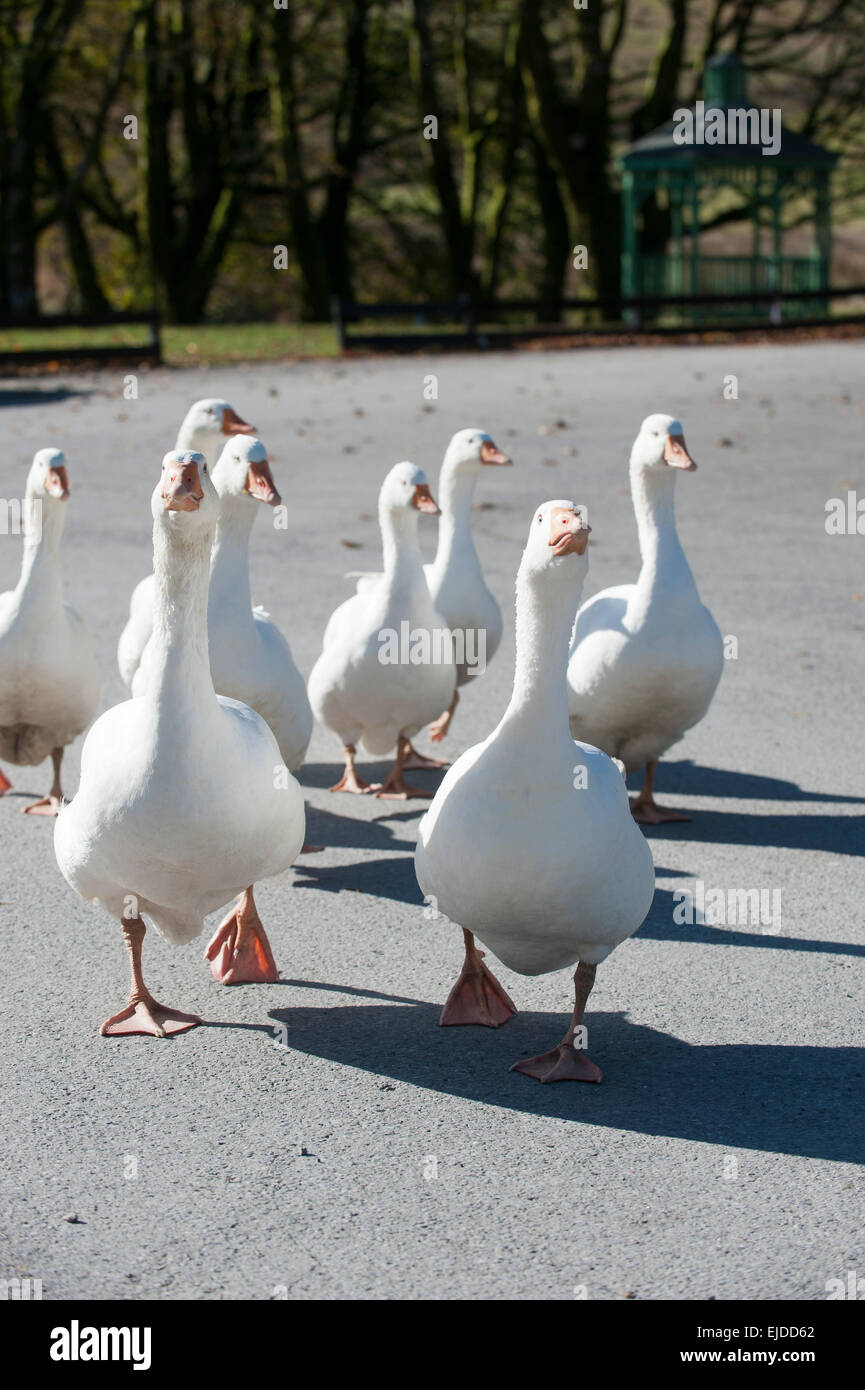 Geese (Anser anser domestica) Devon England Europe Stock Photo - Alamy
