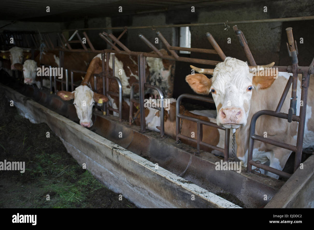Dairy cattle Bavaria Germany Stock Photo - Alamy