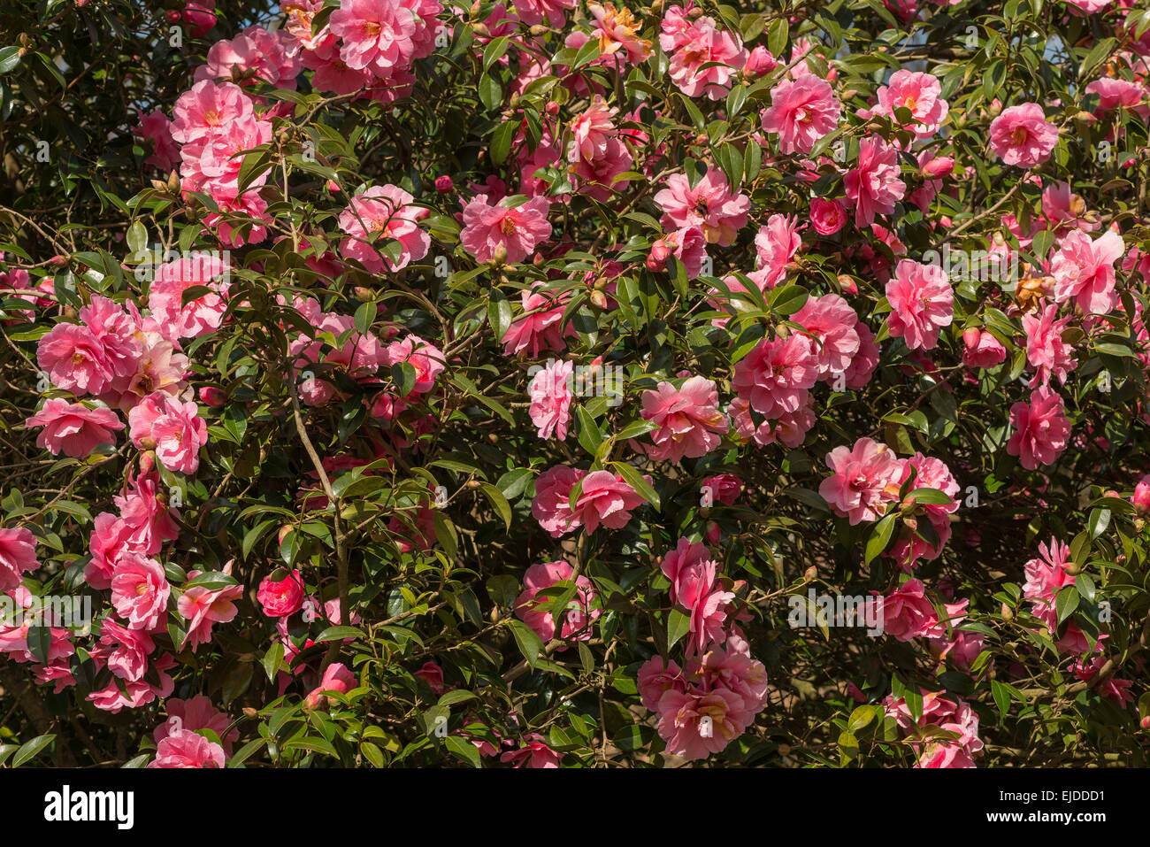 Lush deep pink flowers of camellia inspiration an evergreen shrub Stock ...