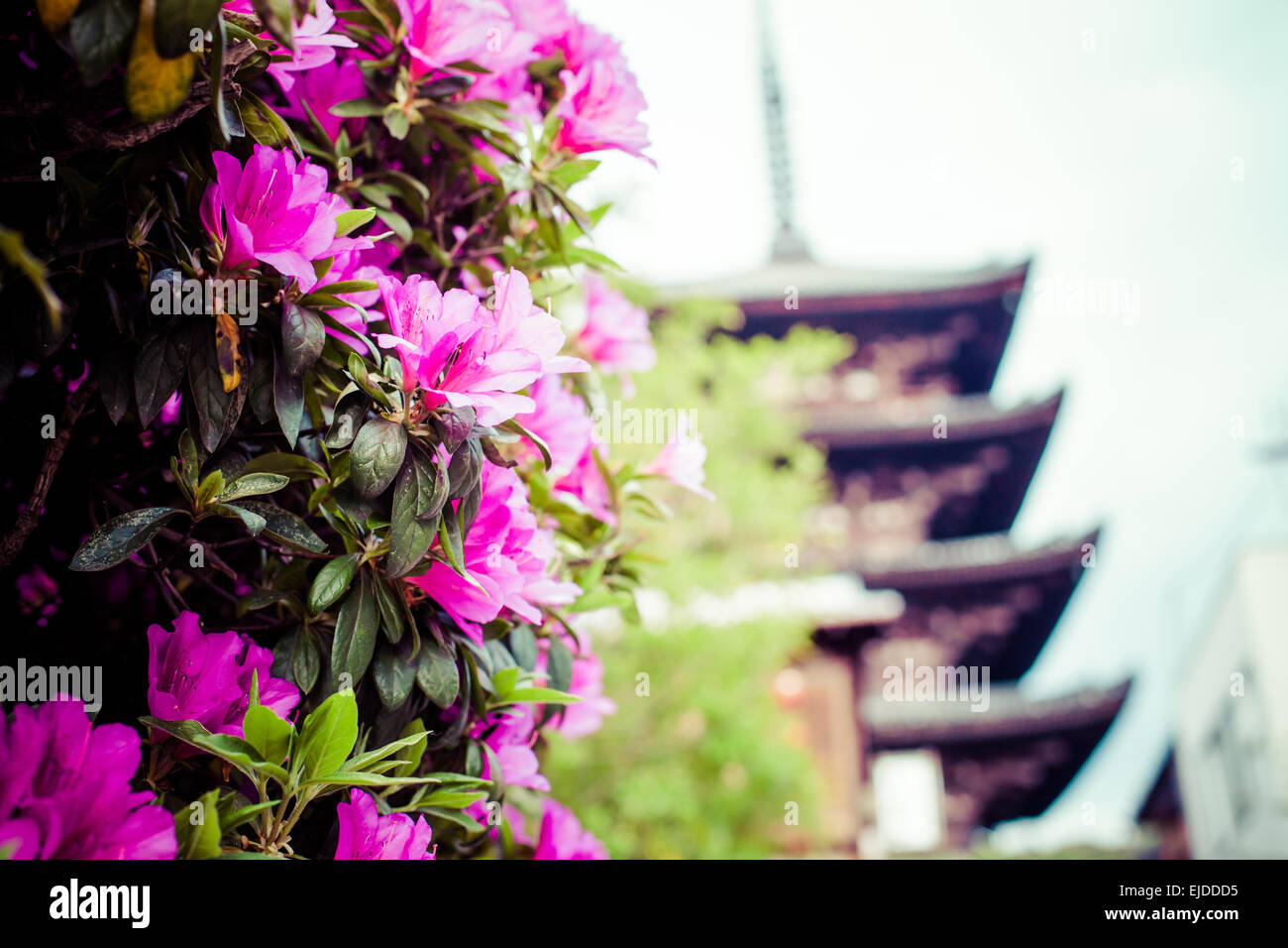 Toji Temple pagoda tower in Kyoto Stock Photo - Alamy