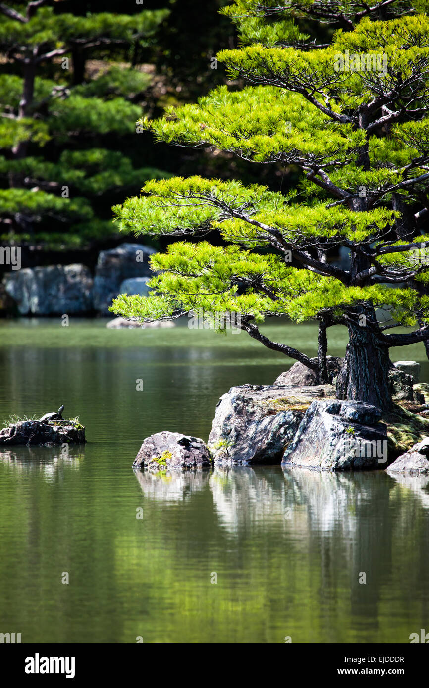 Japanese zen garden in kinkakuji temple park, Kyoto Stock Photo - Alamy