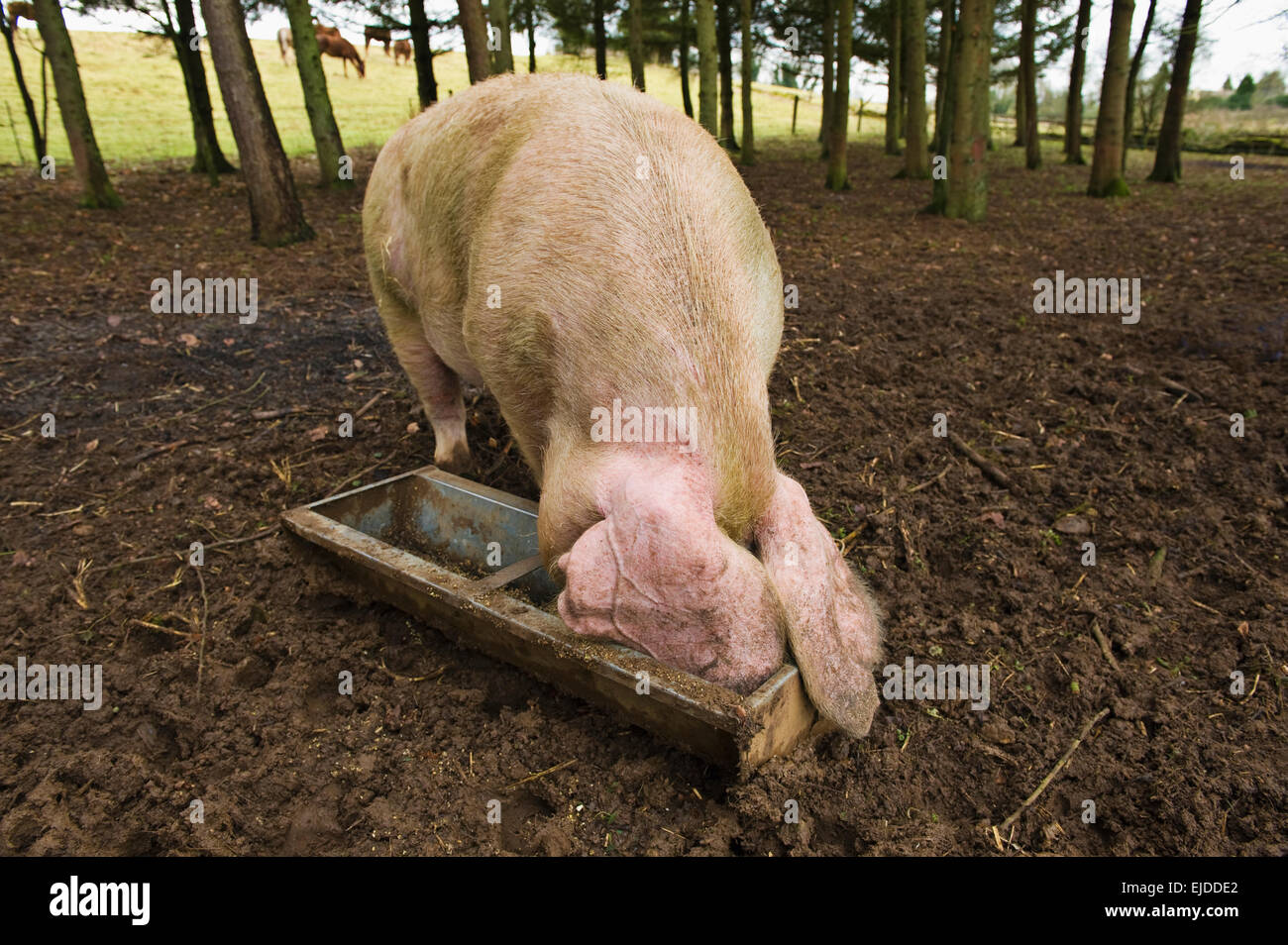 A large pig feeding at a trough in a field Stock Photo - Alamy