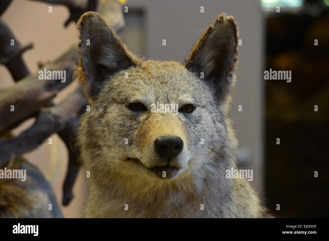 Taxidermy wolf hi-res stock photography and images - Alamy