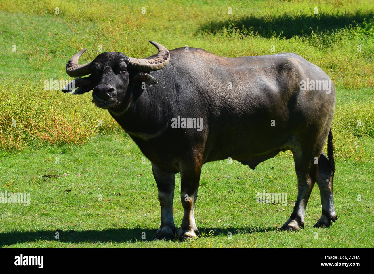 Buffalo pastures hi-res stock photography and images - Alamy