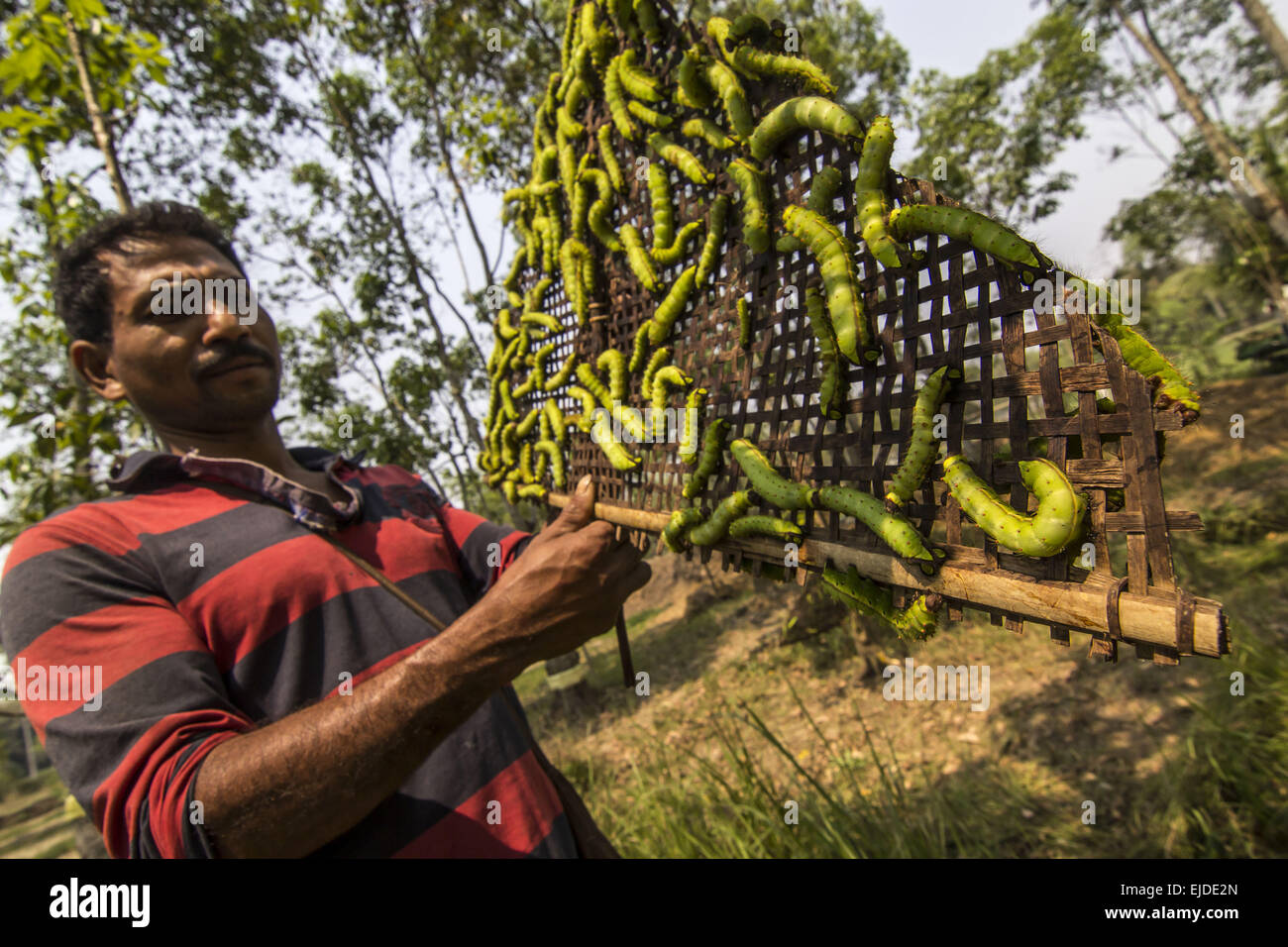 Muga silk hi-res stock photography and images - Alamy