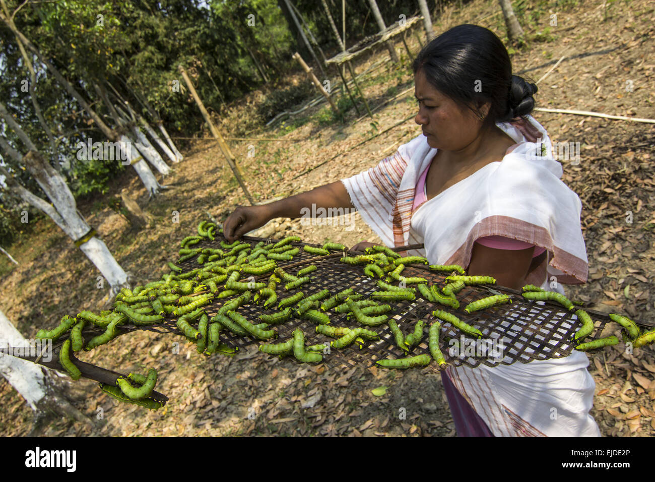 Muga silk hi-res stock photography and images - Alamy