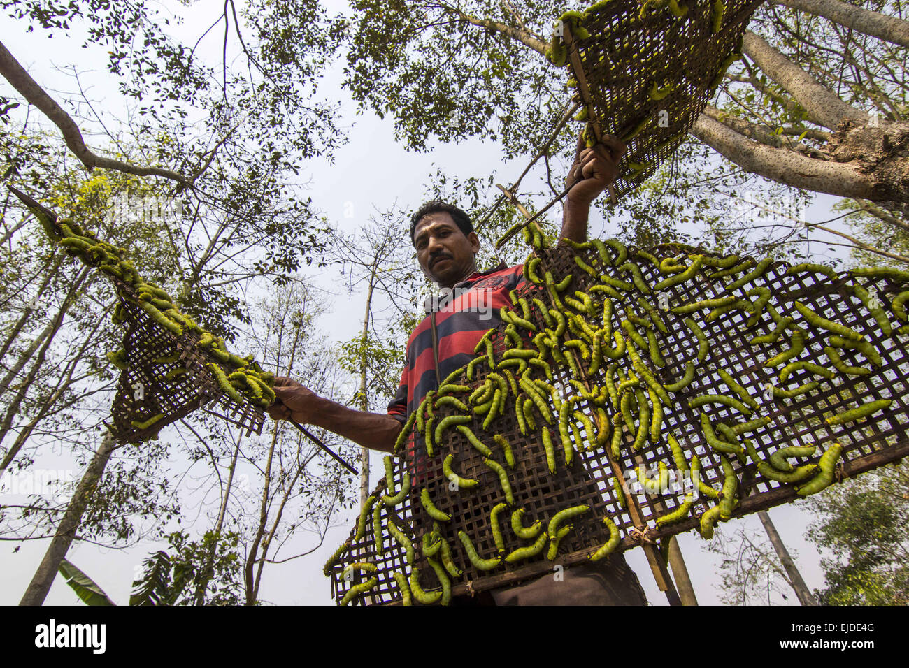 Muga Silkworm High Resolution Stock Photography and Images - Alamy