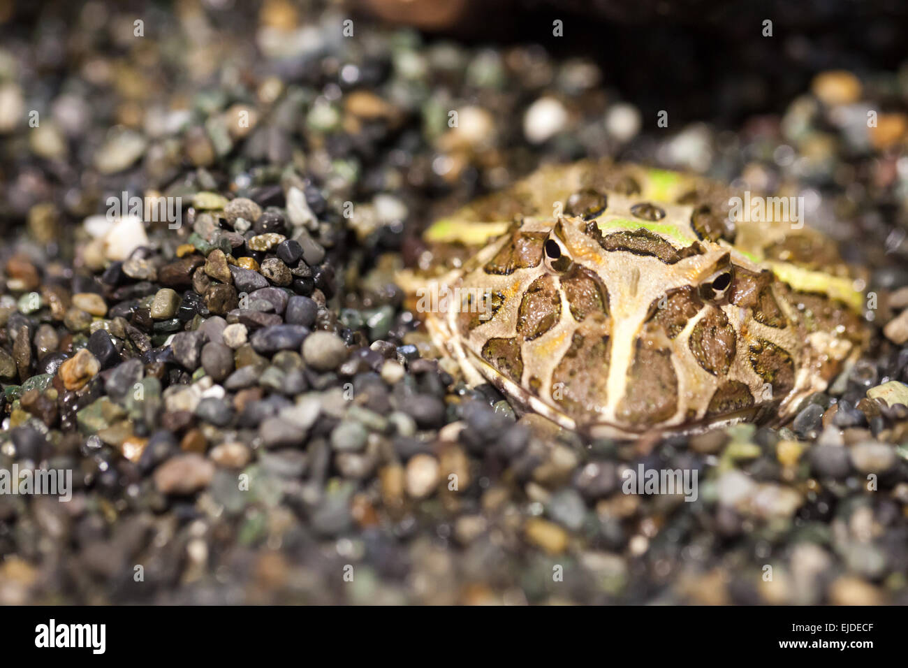 frog in natural habitat Stock Photo - Alamy