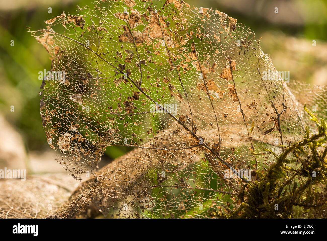Leaf vascular skeletal system of veins showing architecture and ...