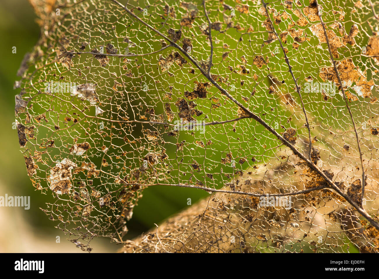 Leaf vascular skeletal system of veins showing architecture and ...