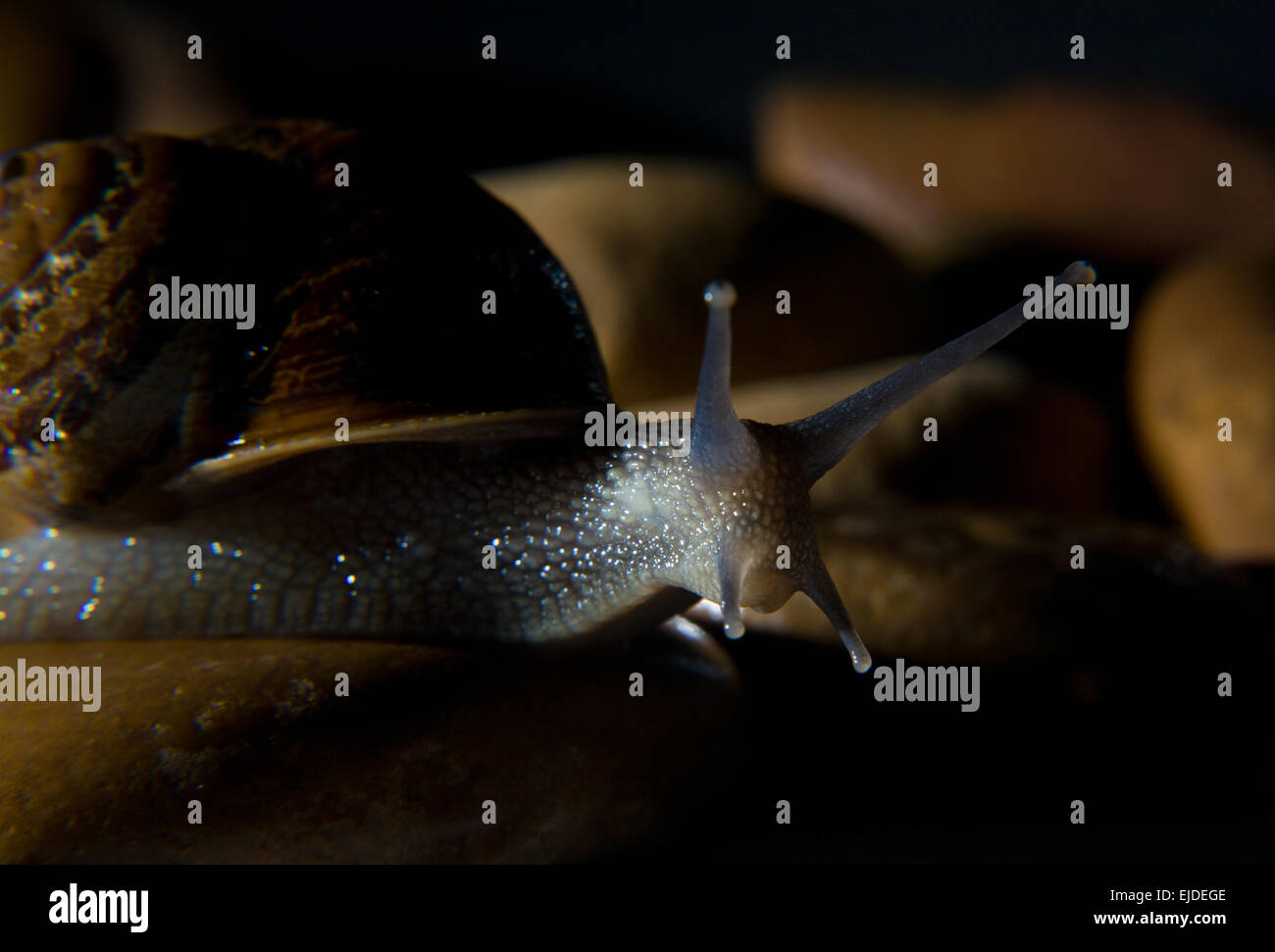 Garden snail crawling over a stony surface at night Stock Photo - Alamy