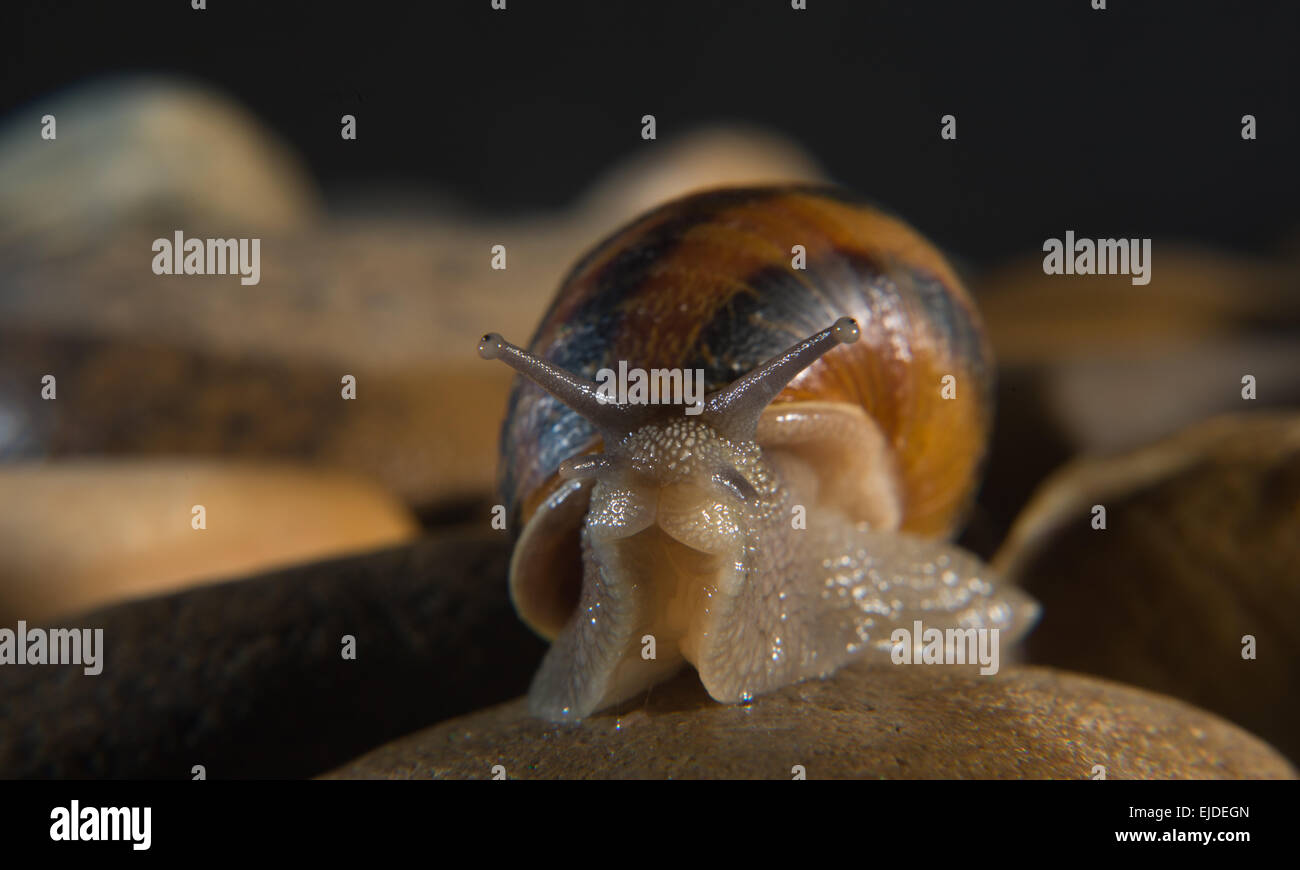 Garden snail crawling over a stony surface at night Stock Photo - Alamy