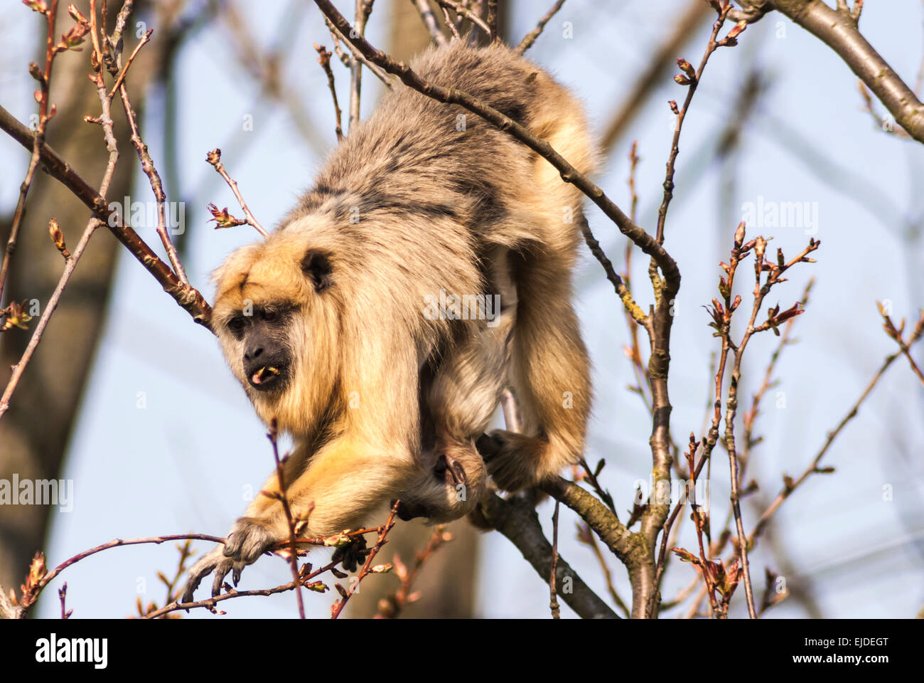 A close up of a captive female Black Howler Monkey, Alouatta caraya ...