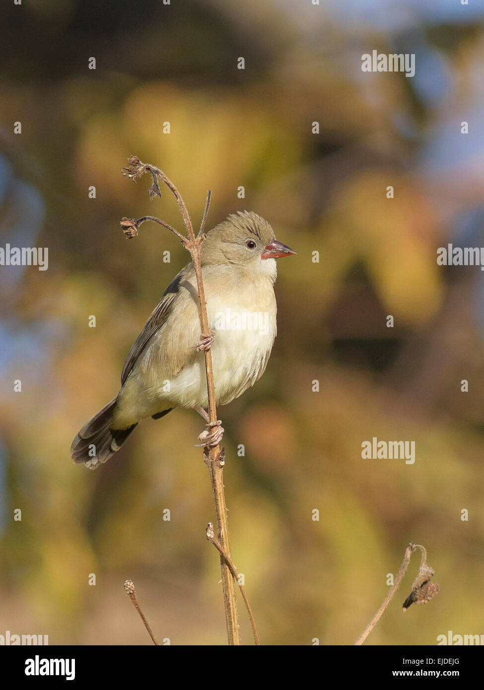 Green avadavat or Green munia (Amandava formosa) at Mt Abu, Rajasthan ...