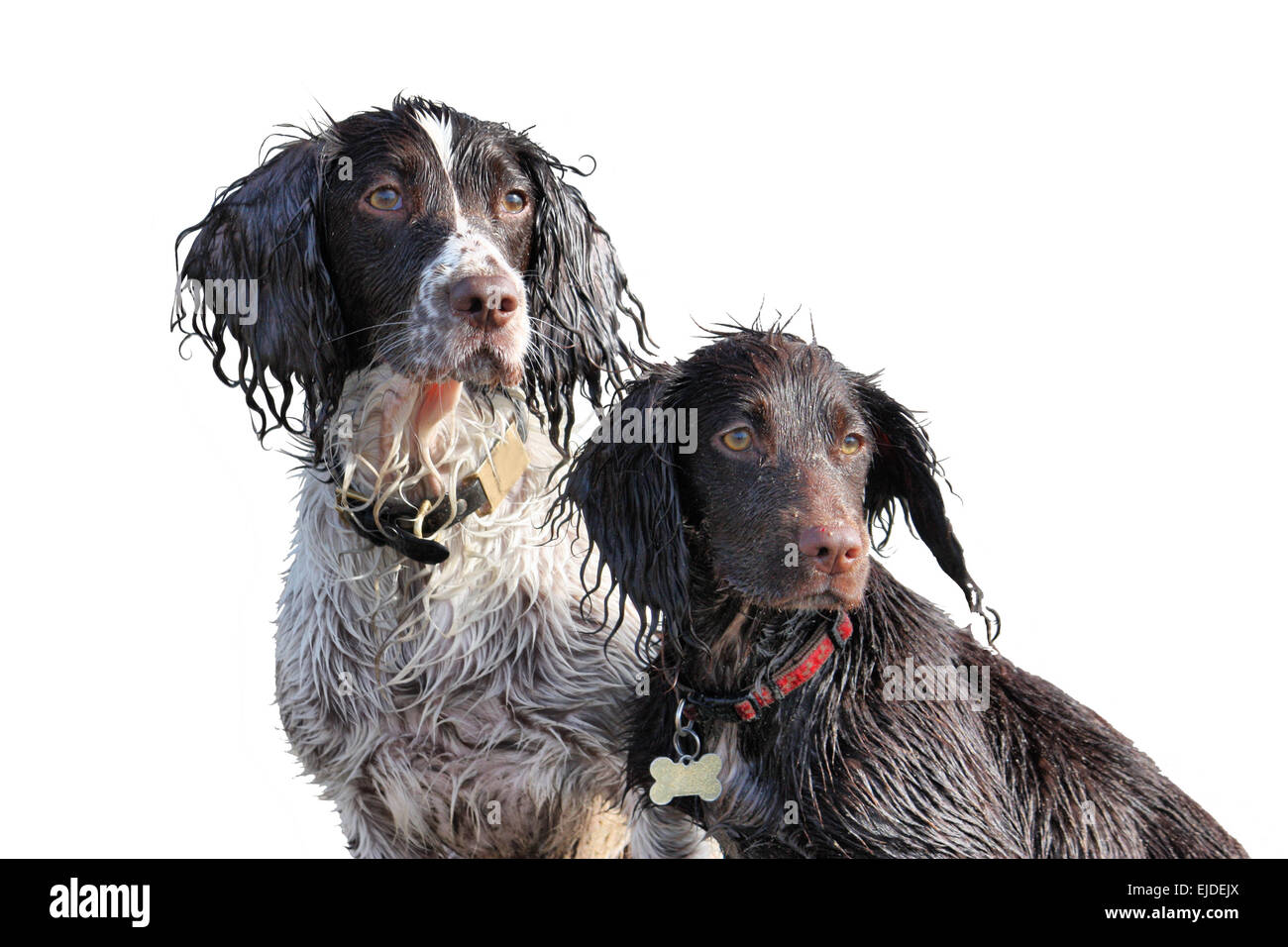 a working type english springer and cocker spaniels sat together Stock ...