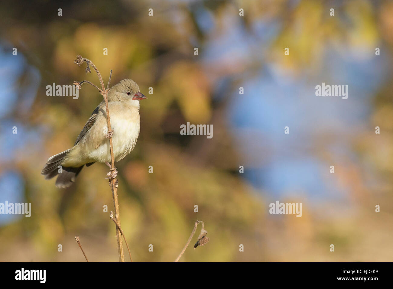 Green avadavat or Green munia (Amandava formosa) at Mt Abu, Rajasthan ...
