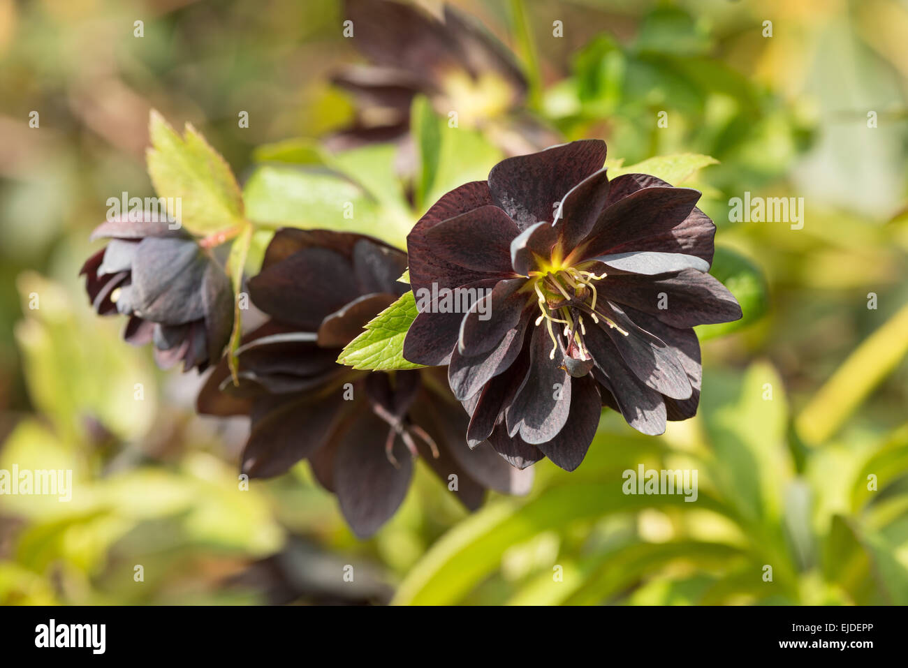 Spring border hellebores hi-res stock photography and images - Alamy