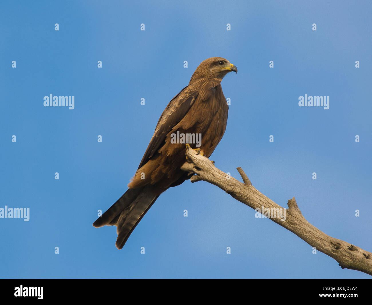 Black kite wildlife hi-res stock photography and images - Alamy