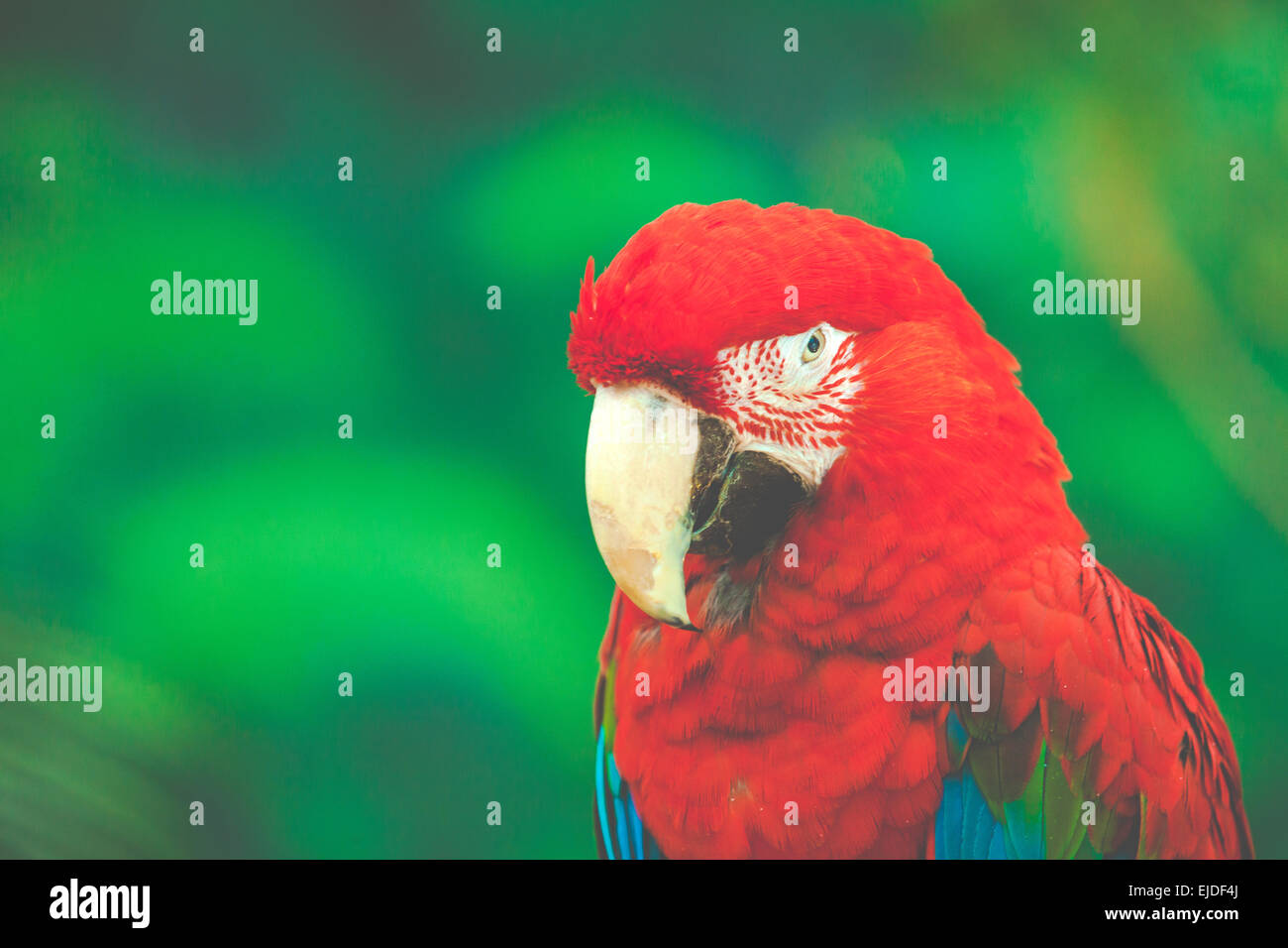Red macaw face hi-res stock photography and images - Alamy