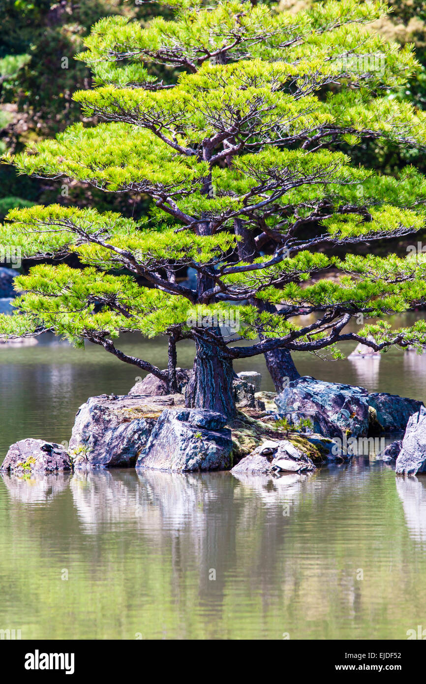 Japanese zen garden in kinkakuji temple park, Kyoto Stock Photo - Alamy
