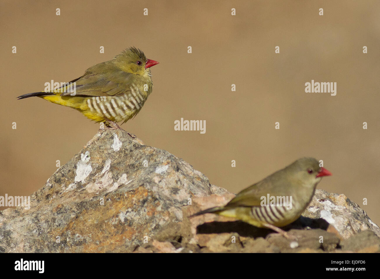 Red munia hi-res stock photography and images - Alamy